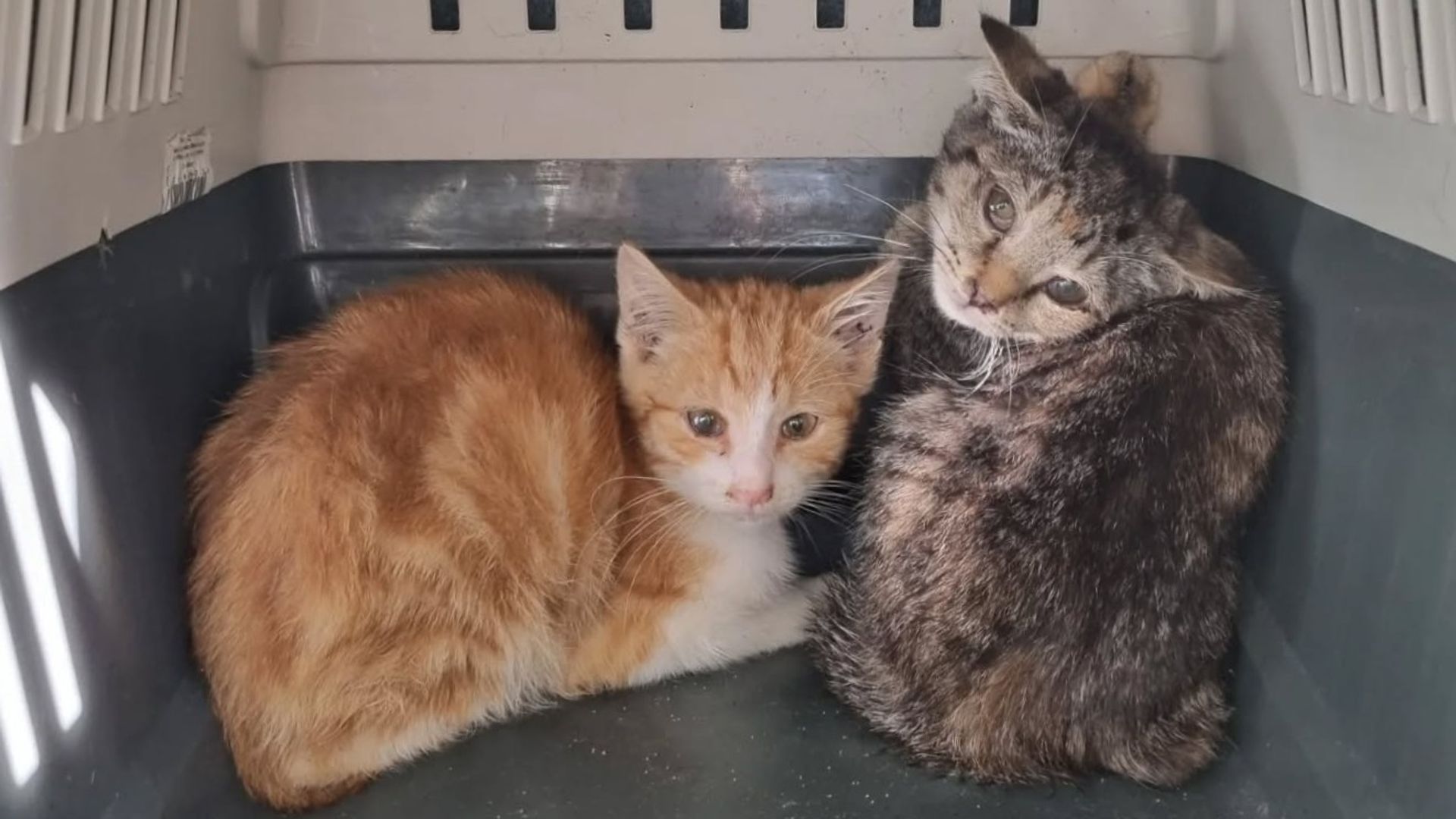 Zeventig verwaarloosde katten en kittens gevonden: bijna alle dieren in ...